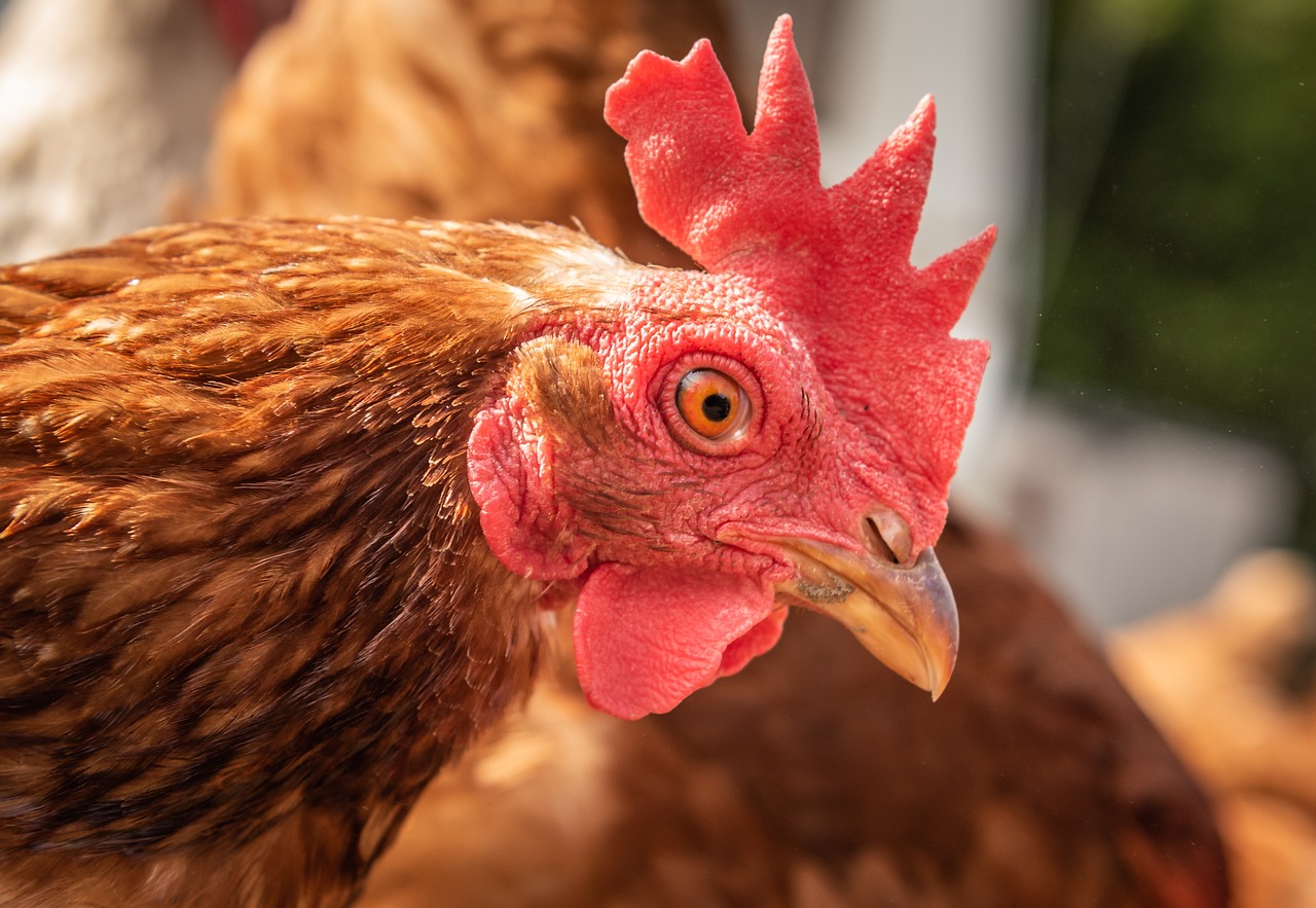 Kamm und Kehllappen - Hühner-Wiki - City Huhn