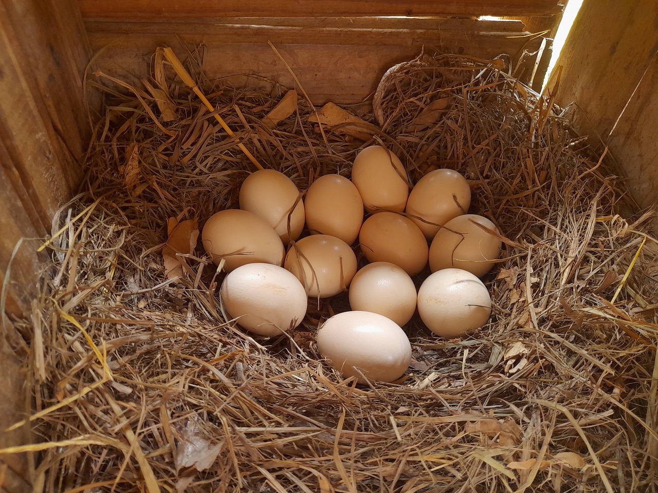 Ei, Ei, ei? Alles über Eier! Woher kommt das Ei und wie wird es gelegt?