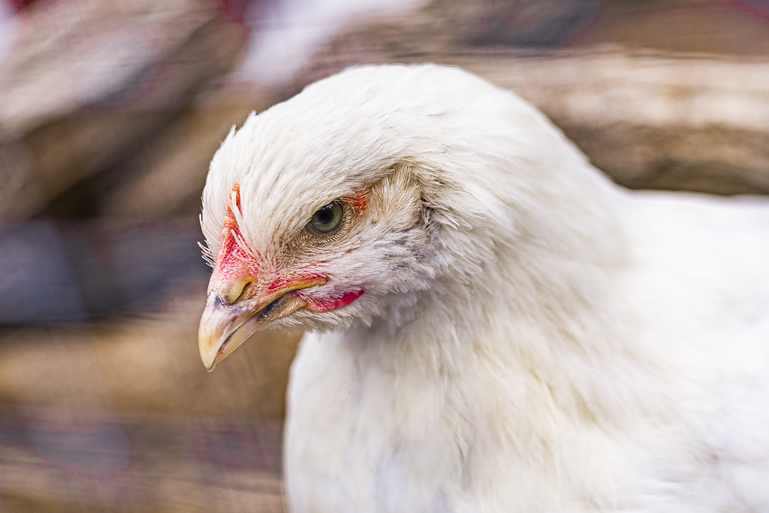 Kamm und Kehllappen - Hühner-Wiki - City Huhn