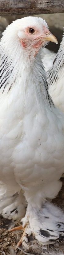 Brahmas - riesig und friedlich - Familienhühner - City Huhn